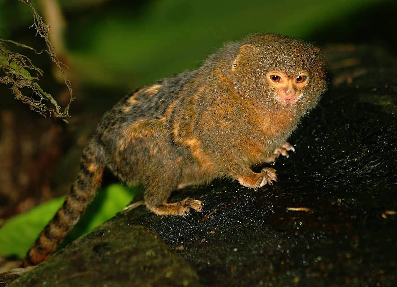 Know About The Smallest Monkey In The World ALLRefer